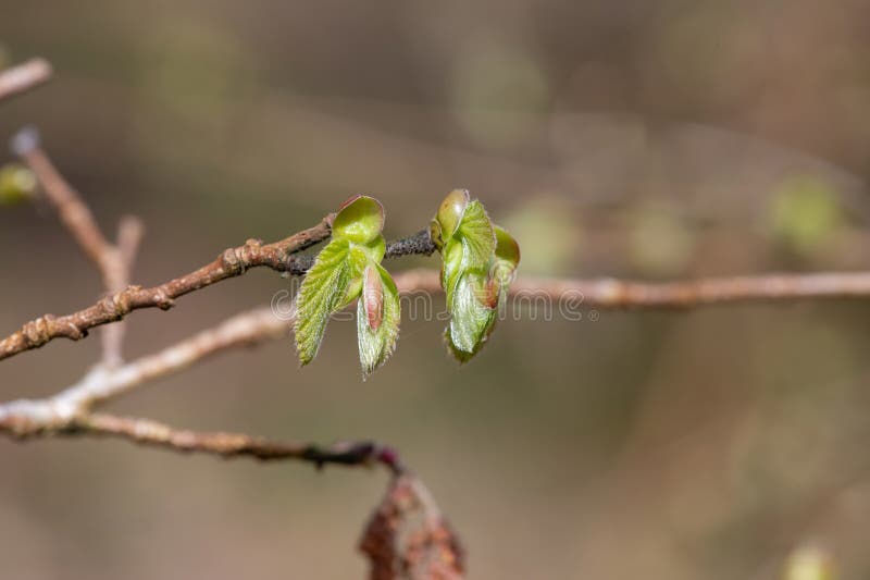 Common Hazel (corylus Avellana) Buds Stock Image - Image of environment ...