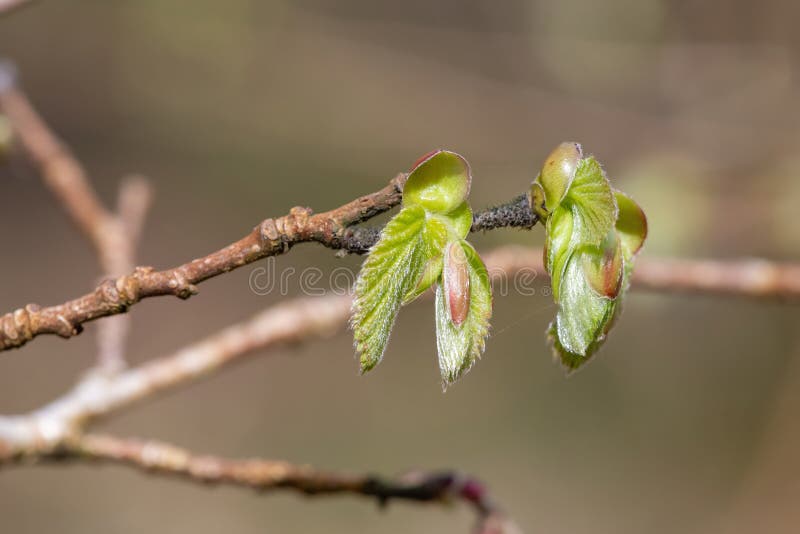 Common Hazel (corylus Avellana) Buds Stock Photo - Image of macro, tree ...