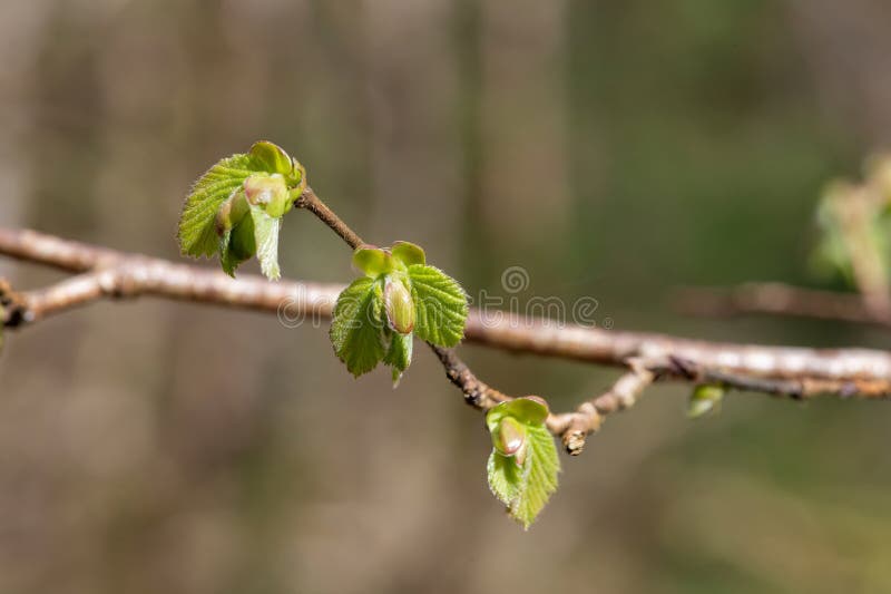 Common Hazel (corylus Avellana) Buds Stock Photo - Image of horizontal ...