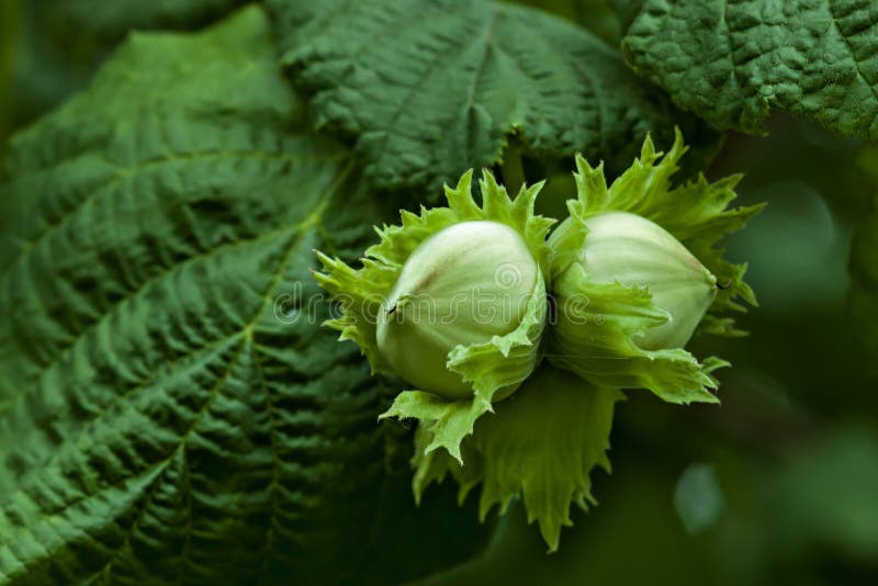 Common hazel stock photo. Image of hazel, nuts, common - 48847346