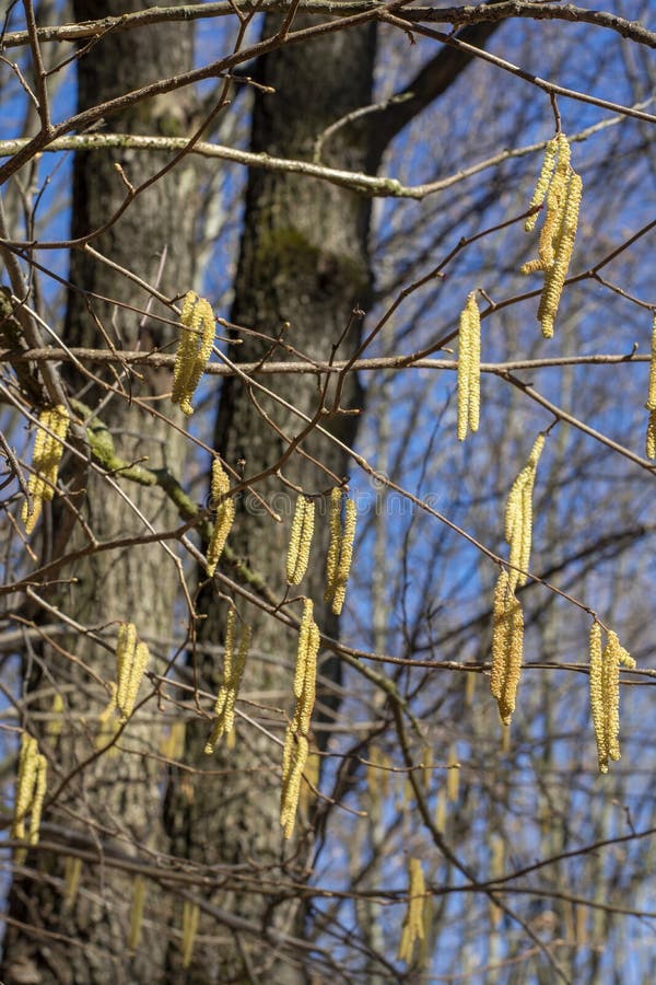 The Common Hazel Corylus Avellana Male Catkins in the Winter Stock ...