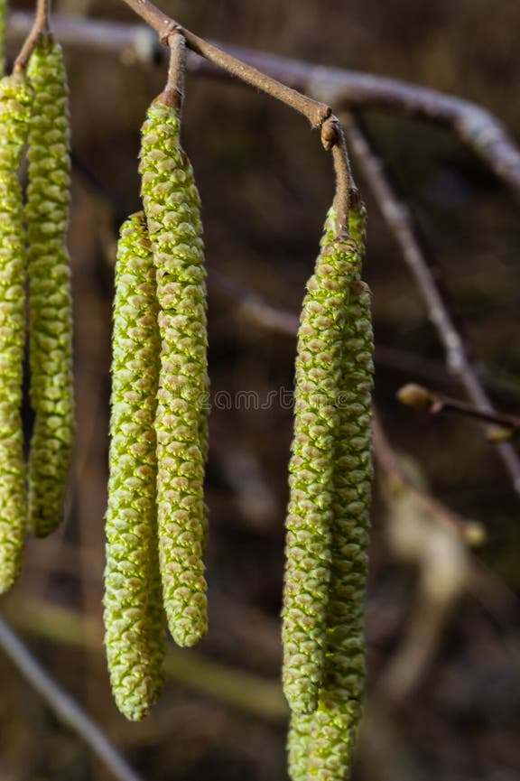 Common Hazel Corylus Avellana, in the Spring Blooms in the Forest Stock ...