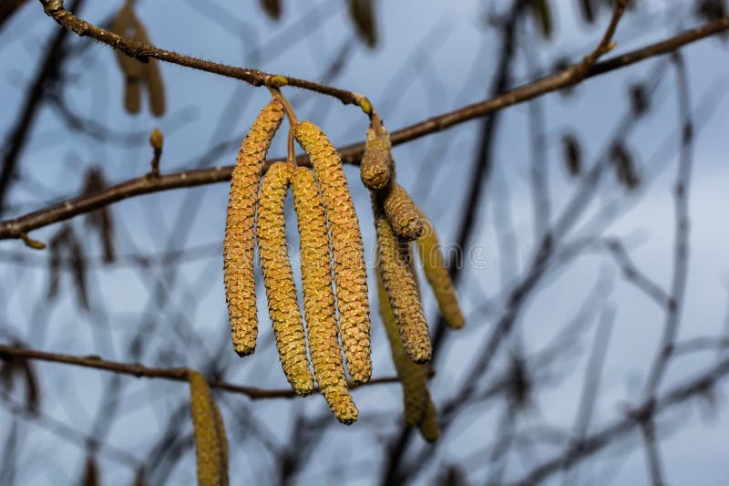 Common Hazel Corylus Avellana, in the Spring Blooms in the Forest Stock ...