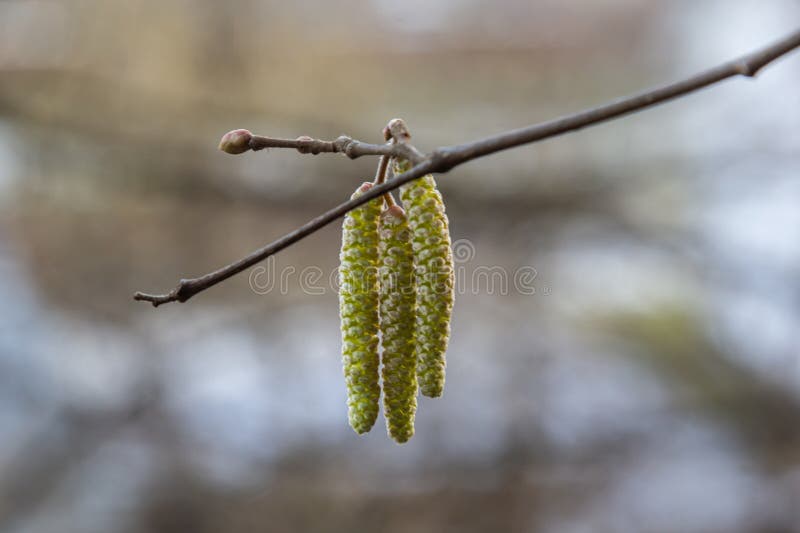 Common Hazel Corylus Avellana, in the Spring Blooms in the Forest Stock ...