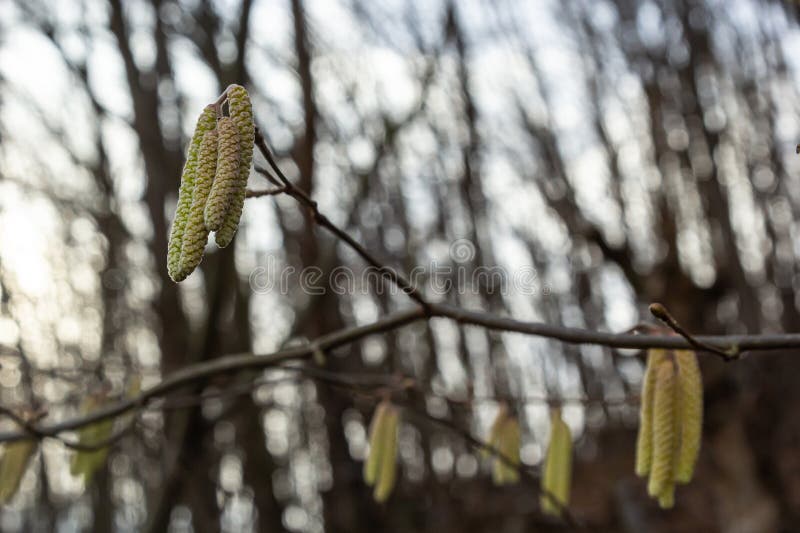 Common Hazel Corylus Avellana, in the Spring Blooms in the Forest Stock ...