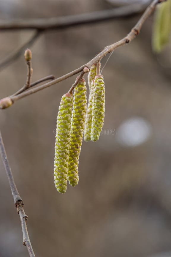 Common Hazel Corylus Avellana, in the Spring Blooms in the Forest Stock ...