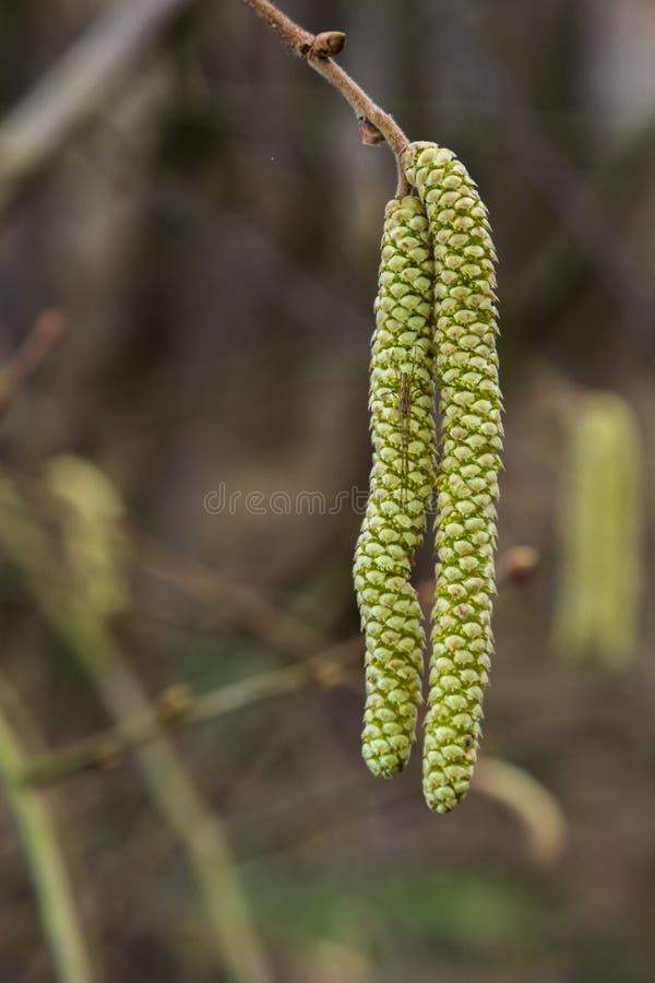 Common Hazel Corylus Avellana, in the Spring Blooms in the Forest Stock ...