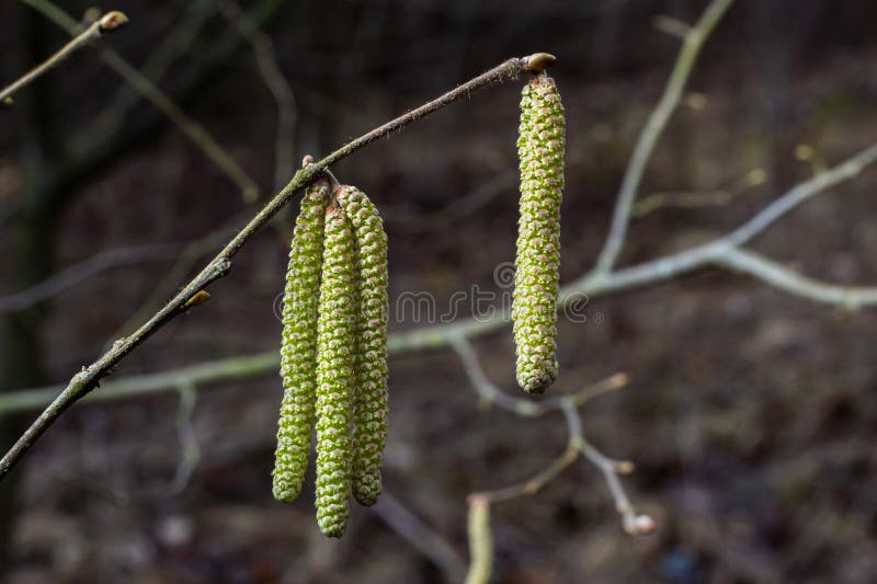 Common Hazel Corylus Avellana, in the Spring Blooms in the Forest Stock ...