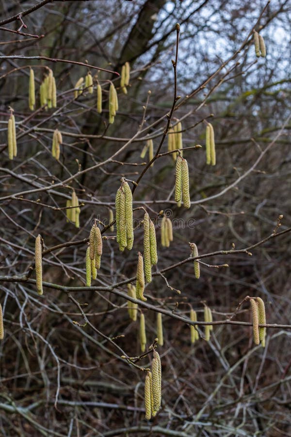Common Hazel Corylus Avellana, in the Spring Blooms in the Forest Stock ...
