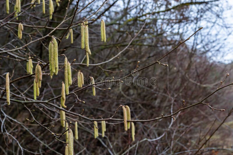 Common Hazel Corylus Avellana, in the Spring Blooms in the Forest Stock ...