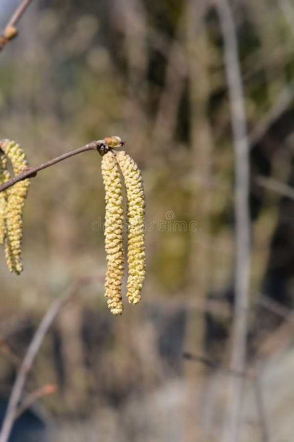 Common hazel stock image. Image of hazel, avellana, spring - 203484917