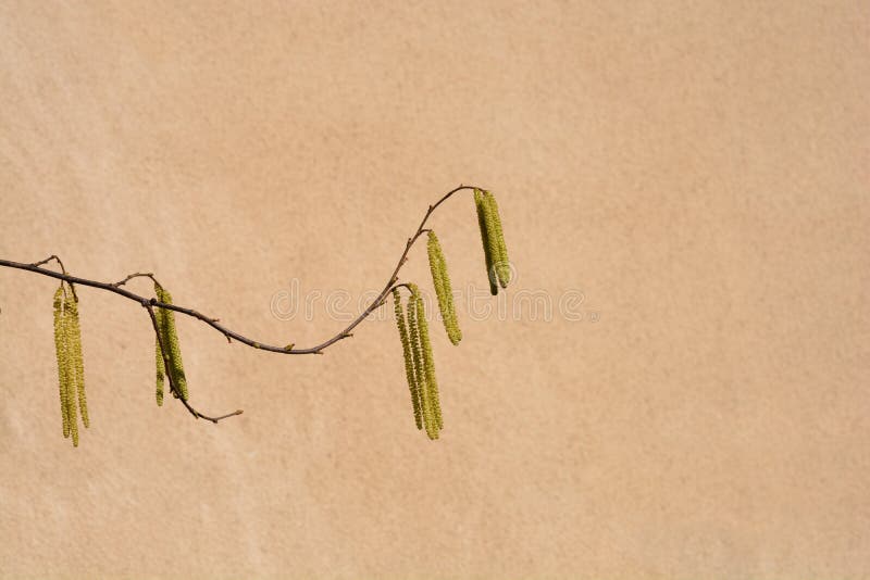 Common hazel stock image. Image of avellana, flower - 172476381