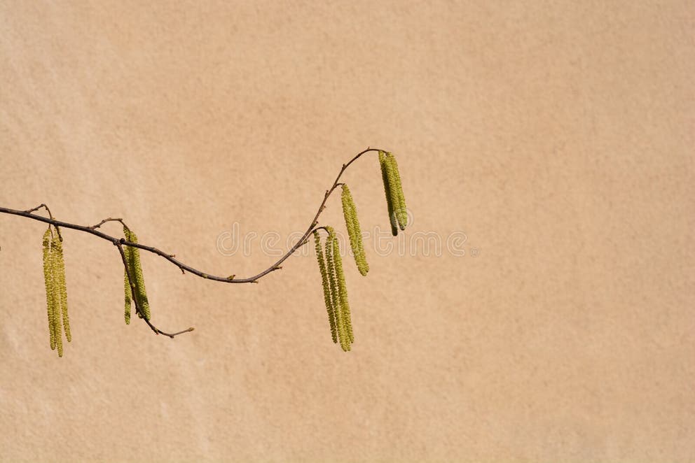 Common hazel stock image. Image of avellana, flower - 172476381