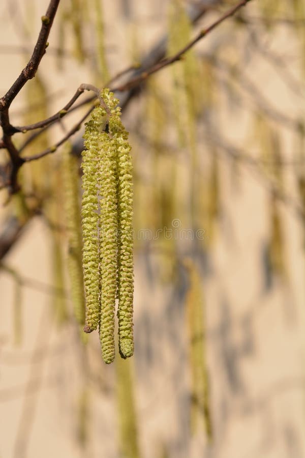 Common hazel stock image. Image of nature, catkin, plant - 172919629
