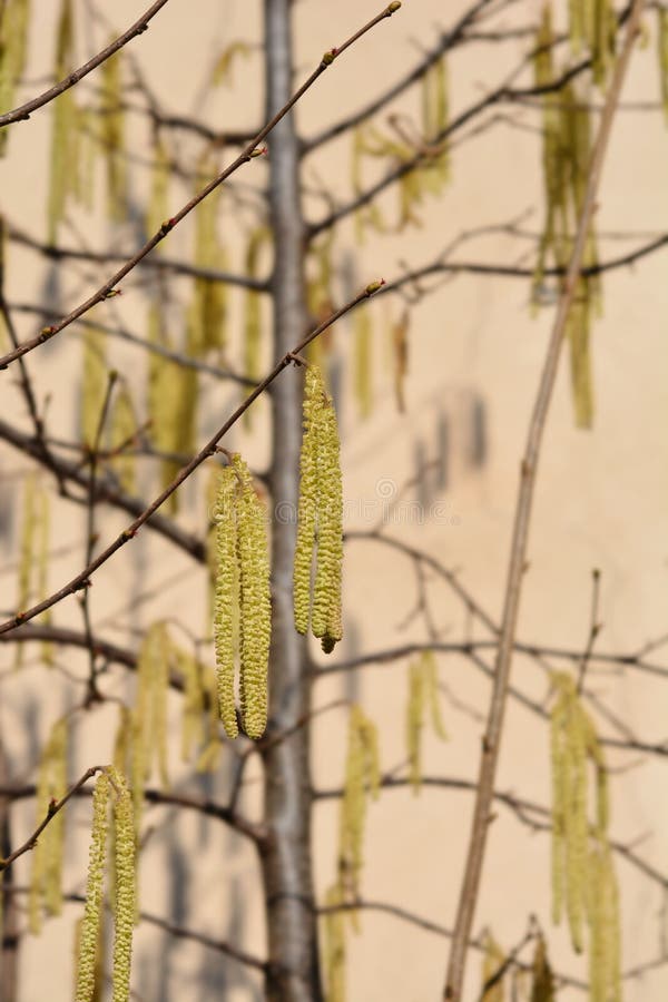 Common hazel stock image. Image of spring, flower, nature - 179655245