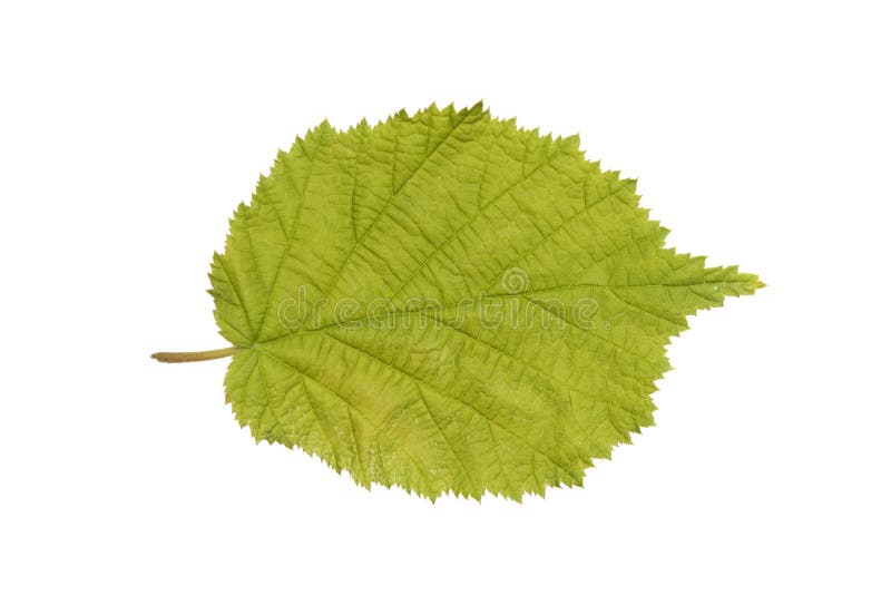 Common Hazel Leaf Isolated On White Stock Image - Image: 32623861