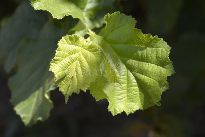Common hazel stock image. Image of outdoors, filbert - 226088651
