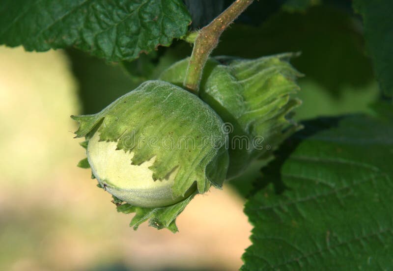 Common Hazel Leaves and Nuts Stock Photo - Image of background, common ...