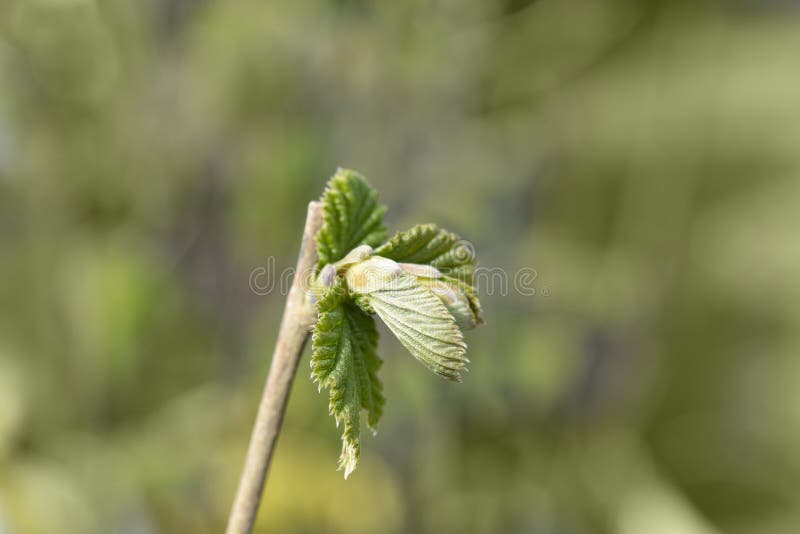 Common hazel stock photo. Image of tree, outdoors, filbert - 226800978