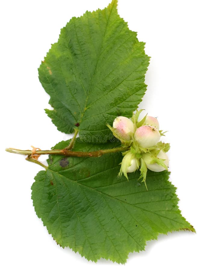 New Young Nuts on a Hazel Tree Twig on White Stock Image - Image of ...