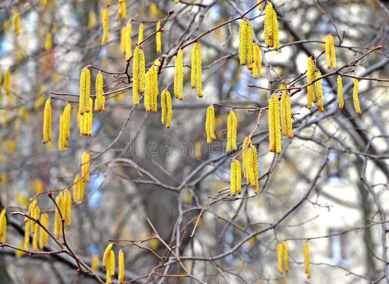 Common Hazelnut Flowering Corylus Avellana L. H Stock Photo - Image of ...