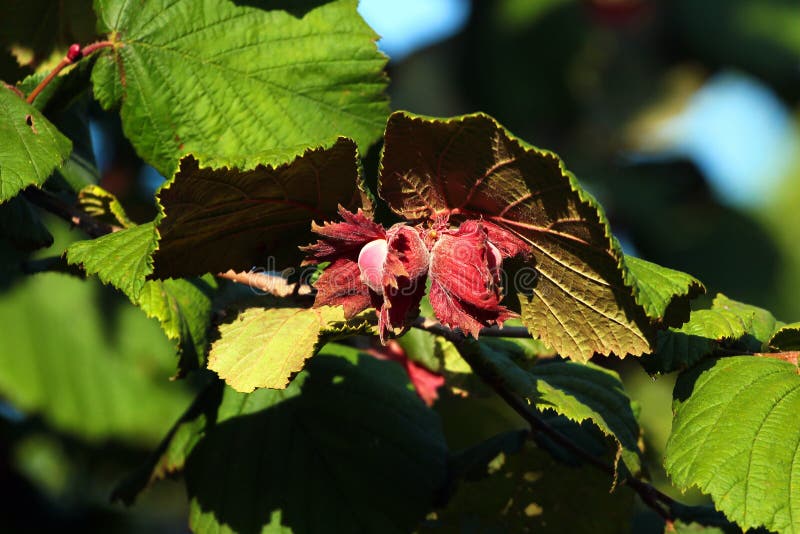 Common Hazelnut Tree, Green Leaves and Red Fruits Stock Image - Image ...