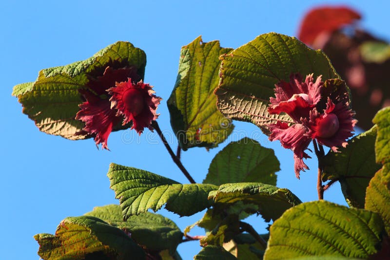 Common Hazelnut Tree, Green Leaves and Red Fruits Stock Photo - Image ...