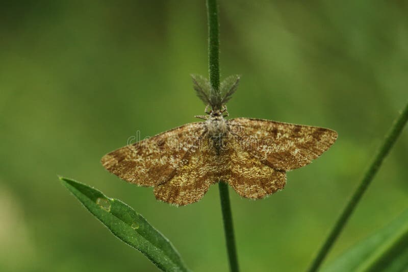 Common heath moth stock photo. Image of common, meadow - 207006828