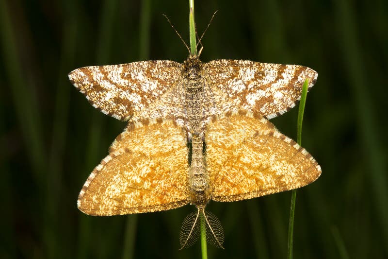 A Common Heath Moth Mating (Ematurga Atomaria) Stock Image - Image of ...