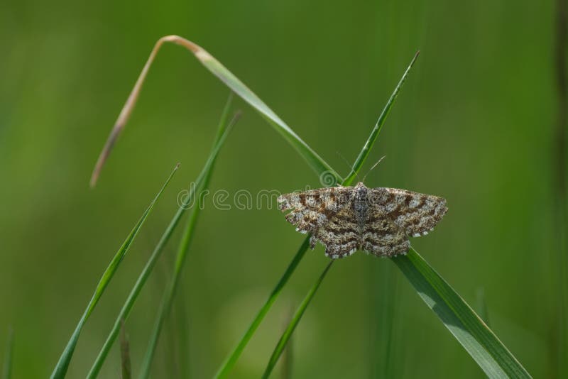 Common Heath Moth in Nature Resting on a Blade of Grass Stock Photo ...