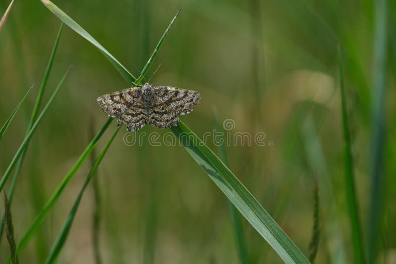 Common Heath Moth Resting on a Blade of Grass Stock Image - Image of ...