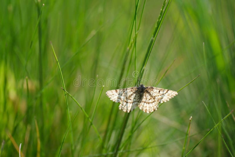 Common Heath Moth in Nature Resting on a Blade of Grass Stock Image ...