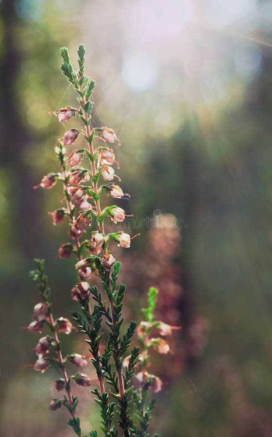 Common Heather stock photo. Image of botanic, heather - 21249504