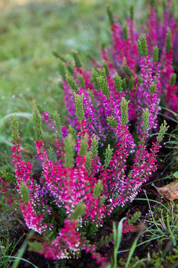 Common heather stock image. Image of blossom, bloom - 258470601