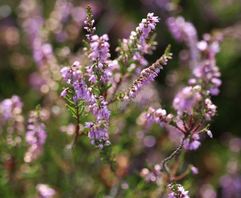 Common heather stock image. Image of honey, erica, beauty - 98885443