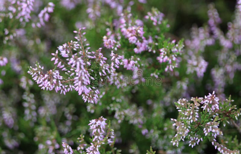 Common heather stock image. Image of foliage, erica, decoration - 98885571