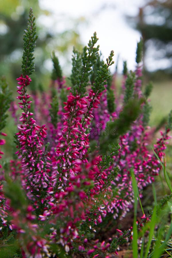 The Common heather stock photo. Image of beautiful, garden - 262455786