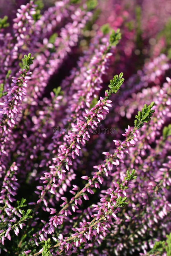 Common heather stock photo. Image of heather, pink, common - 138193034