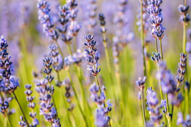 Common Heather Flower Field Stock Photo - Image of heath, countryside ...