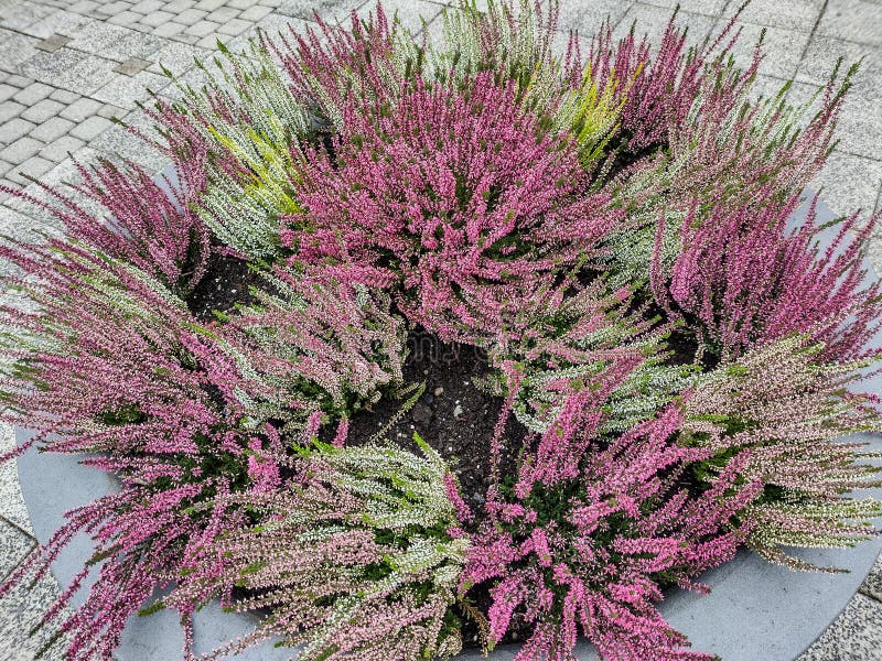 Common Heather Flowering Plant. Calluna Vulgaris Stock Photo - Image of ...