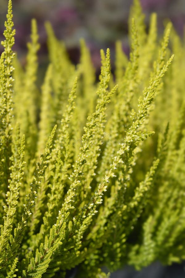 Common heather stock photo. Image of white, ling, botany - 194567672