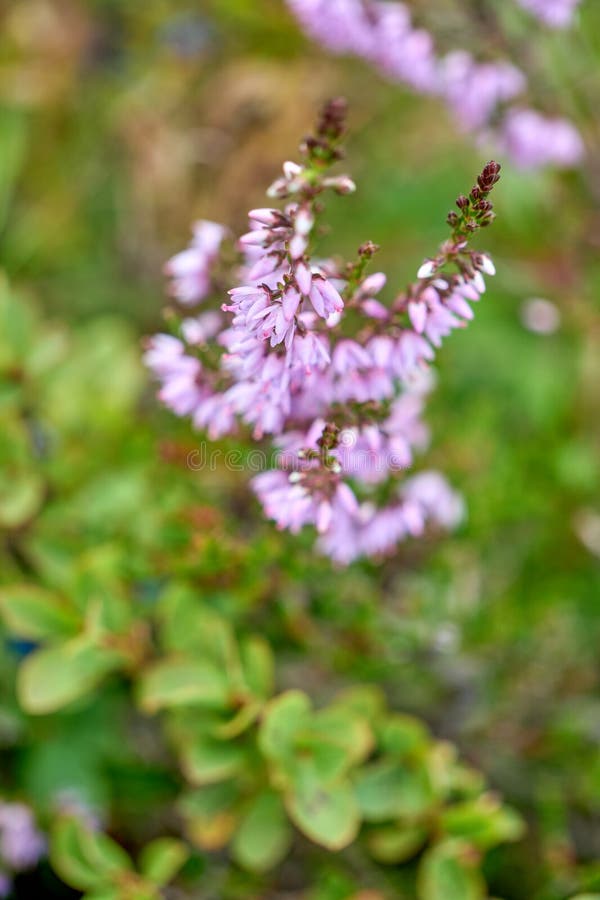 Common Heather, Typical Flora from the Swiss Alps Stock Photo - Image ...