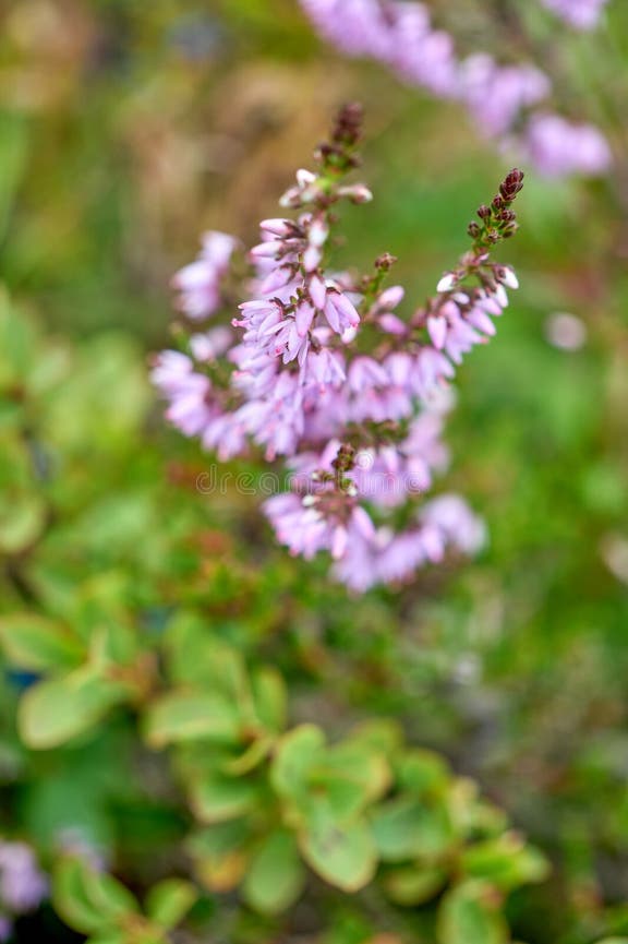 Common Heather, Typical Flora from the Swiss Alps Stock Photo - Image ...