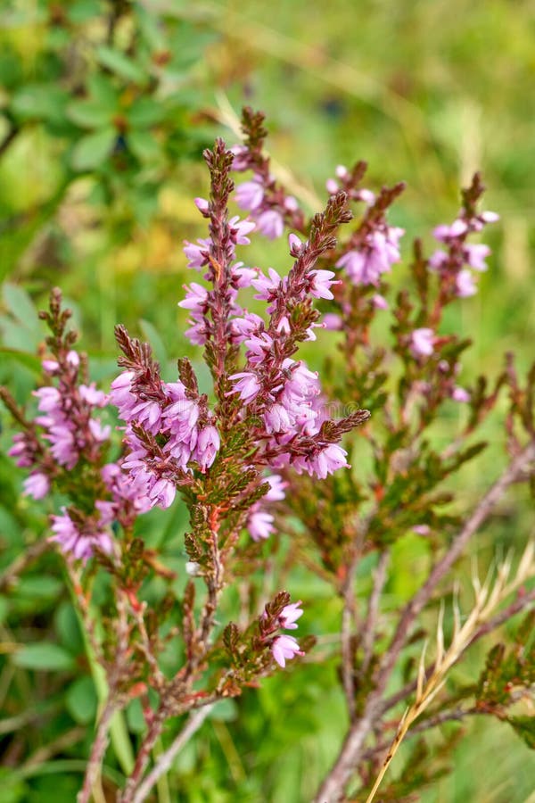 Common Heather, Typical Flora from the Swiss Alps Stock Photo - Image ...