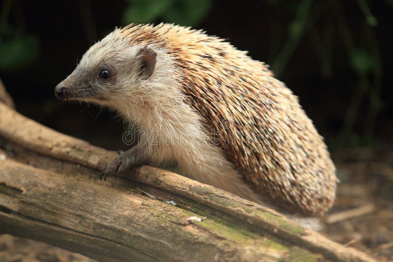 Common hedgehog stock photo. Image of european, erinaceus - 28700718