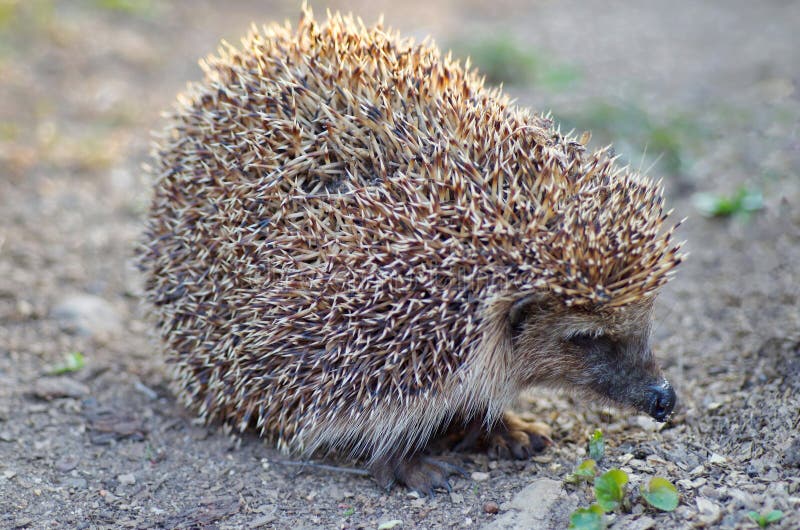 Common Hedgehog Outdoors in Spring Stock Photo - Image of wild ...