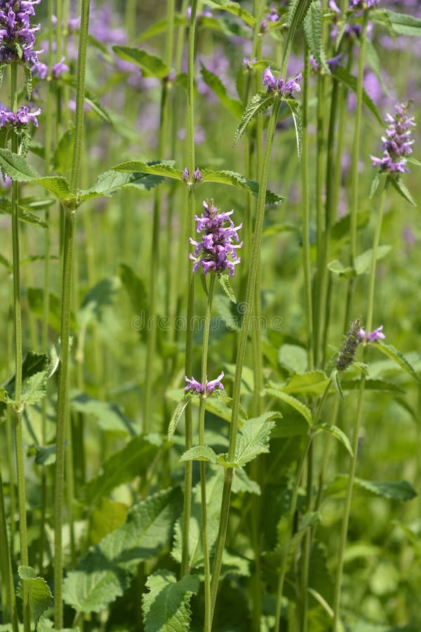 Common hedgenettle stock image. Image of green, name - 286834191