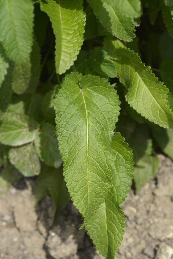 Common hedgenettle stock image. Image of officinalis - 255510501