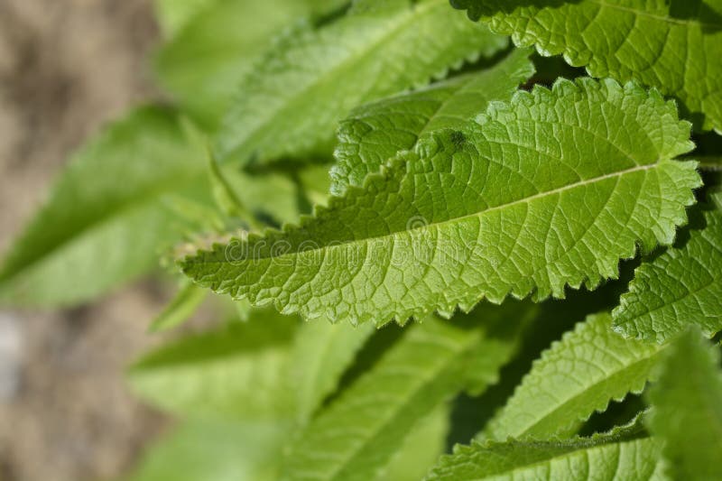 Common hedgenettle stock image. Image of officinalis - 255510501