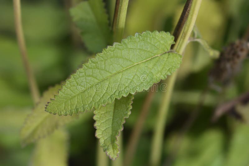 Common hedgenettle stock image. Image of officinalis - 255510501